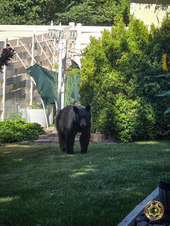 Black bear spotted in multiple Grand Junction backyards before being ...
