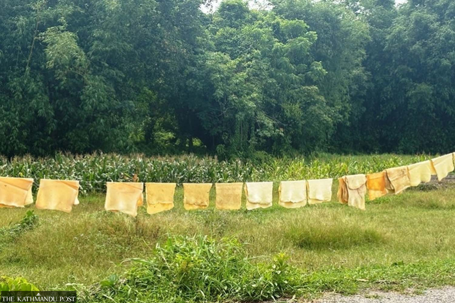 Farmers turn to rubber cultivation to keep elephants and monkeys at bay