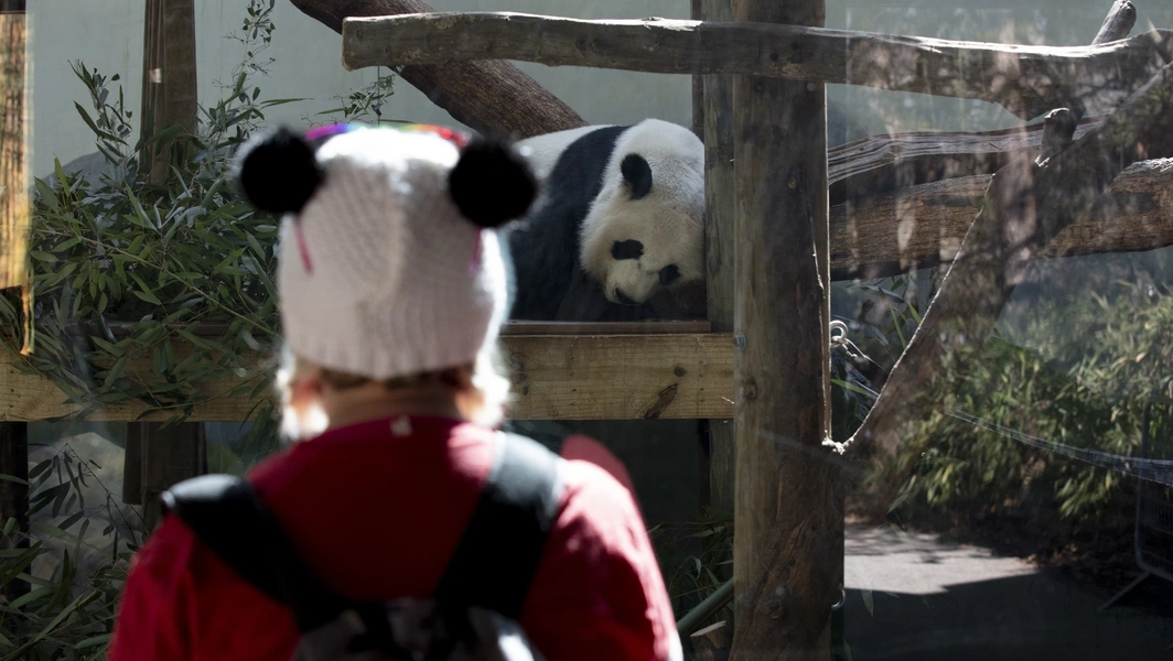 14 remarkable and rare zoo animals across the US