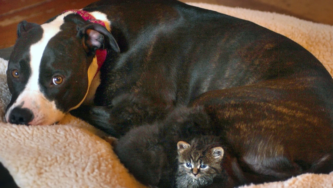 4 animals in unusual and mischievous moments