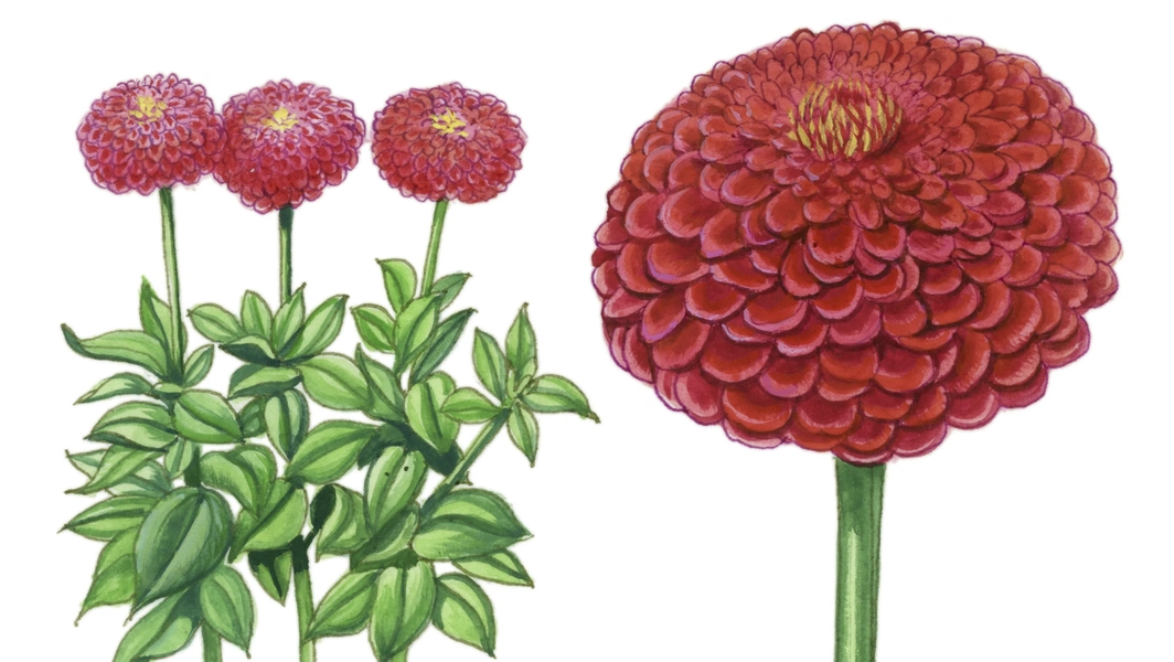 15 low-maintenance flowers and grasses for sunny gardens