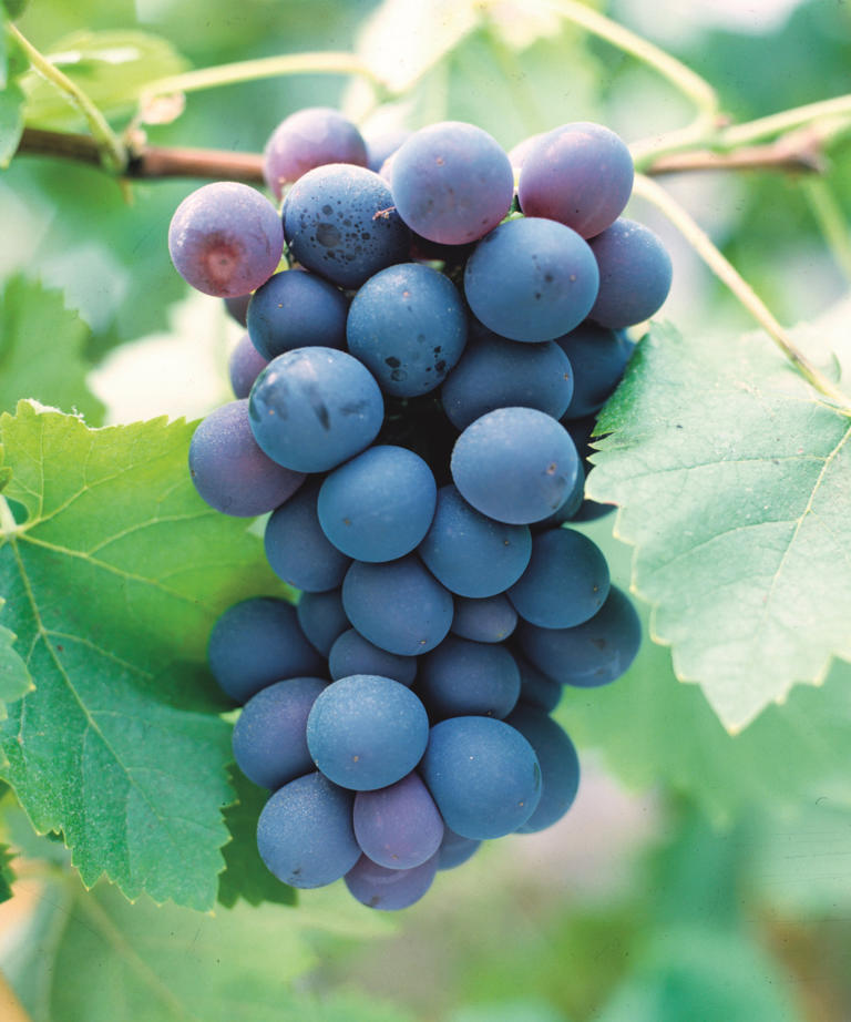 What to do with a grape vine in June – 5 tasks for the best fruits