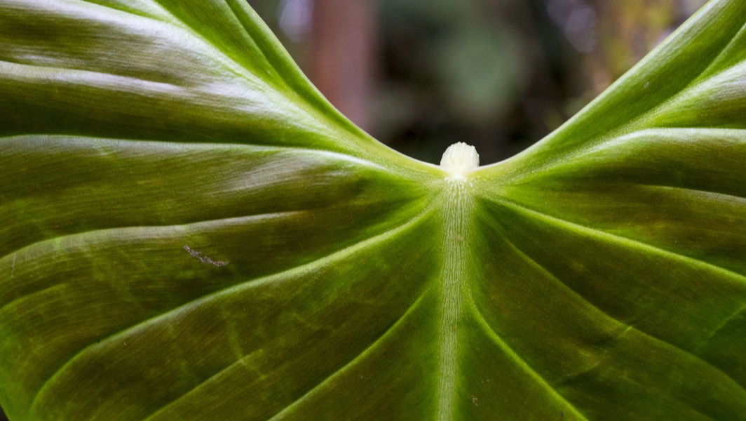 4 stunning philodendron varieties for indoor spaces