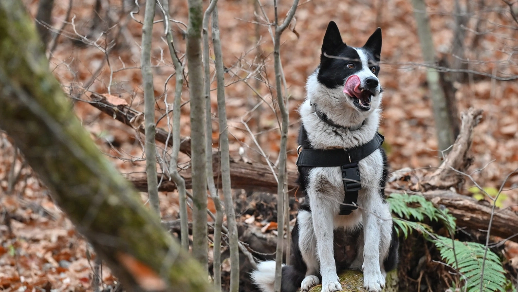 8 dog breeds skilled in bear hunting and deterrence