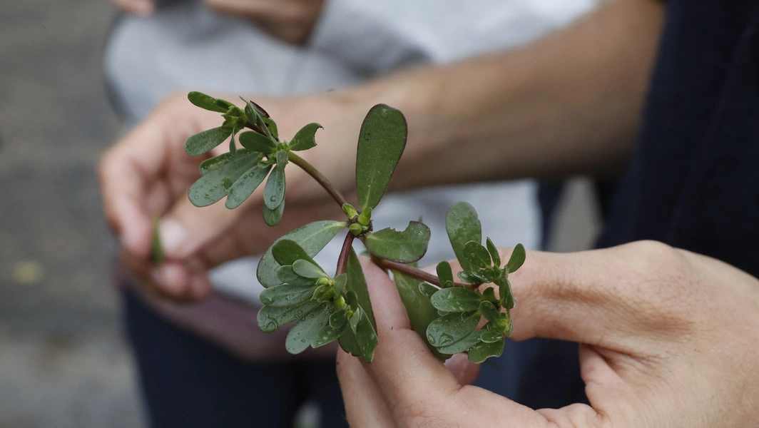 20 edible wild plants and their culinary uses