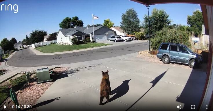 This was not on my bingo card: Black bear relocated after wandering ...