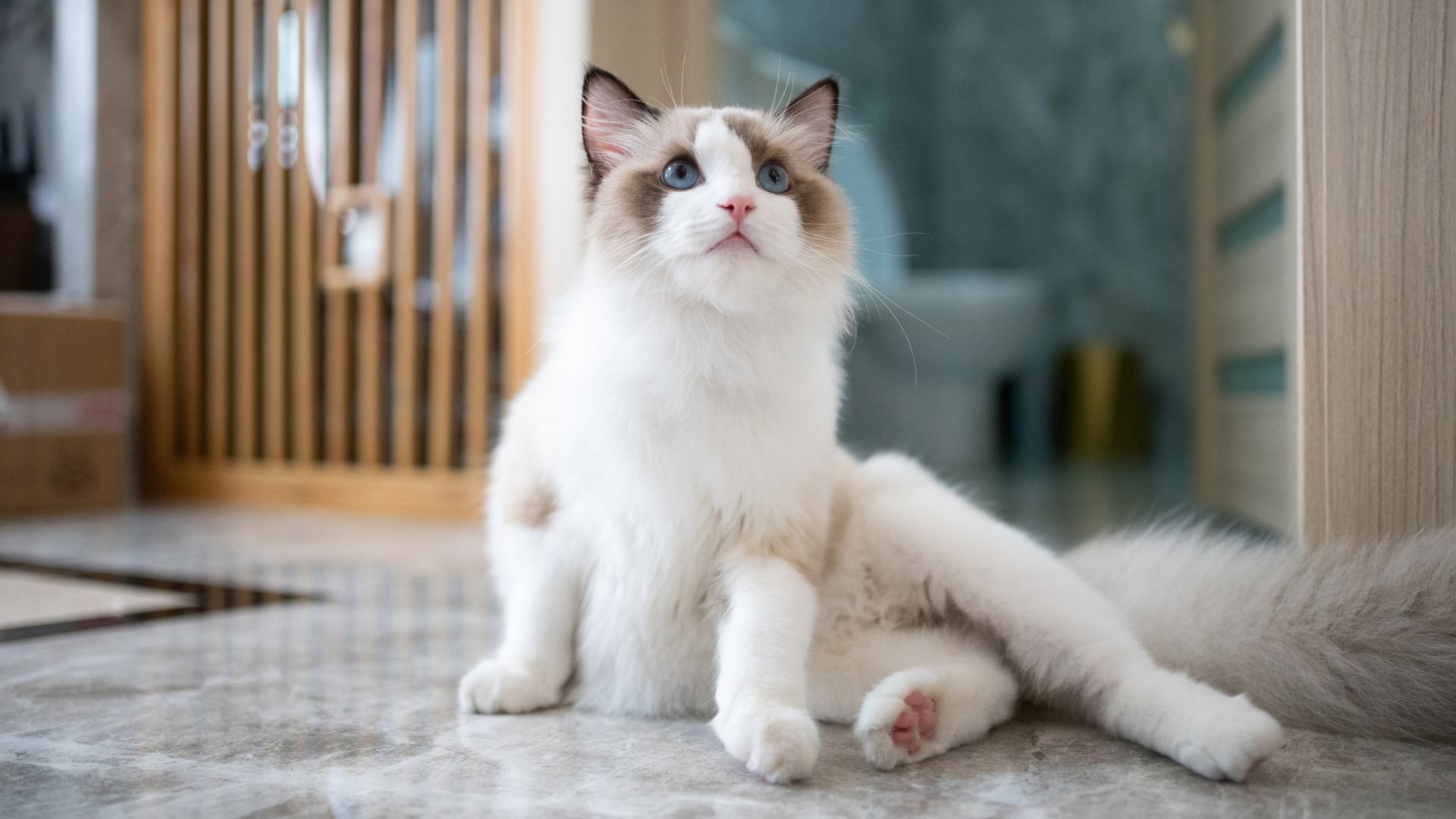 Cat breeds that are perfect for families