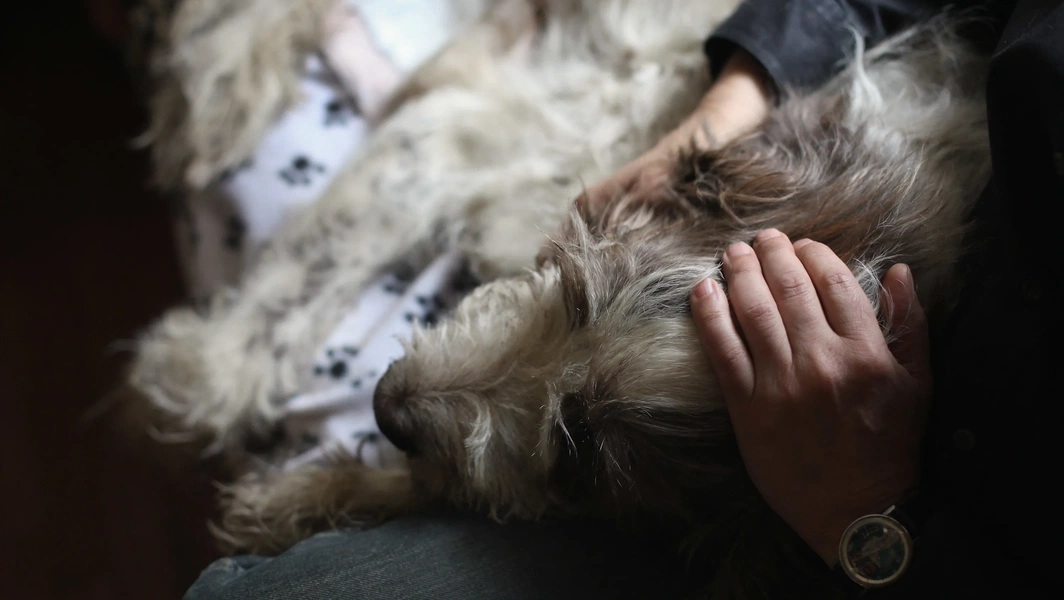 Coping strategies for the loss of a beloved pet