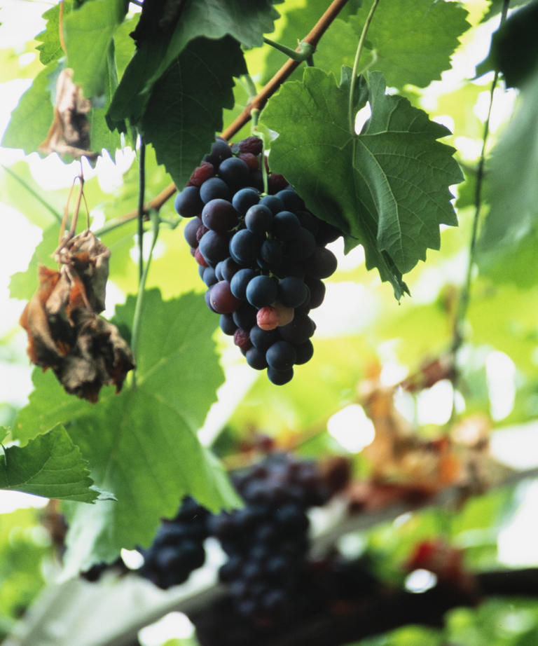 What to do with a grape vine in June – 5 tasks for the best fruits