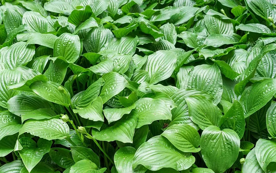 Hosta magic for every shady corner