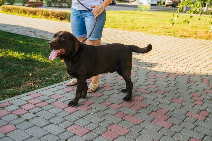 How to protect your dog on hot summer walks