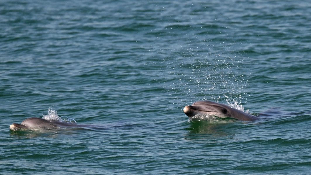 15 gentle animals known for friendly behavior