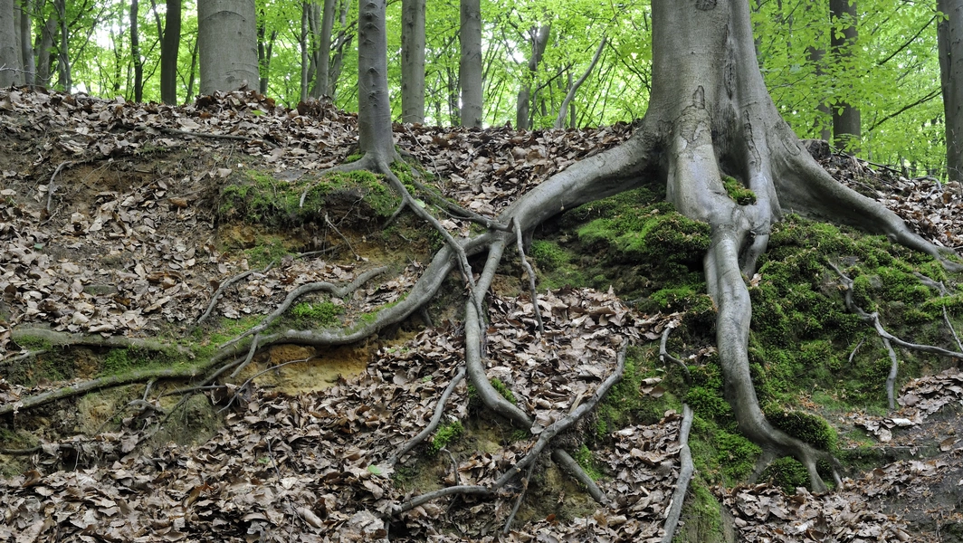 8 effective methods to conceal and protect tree roots