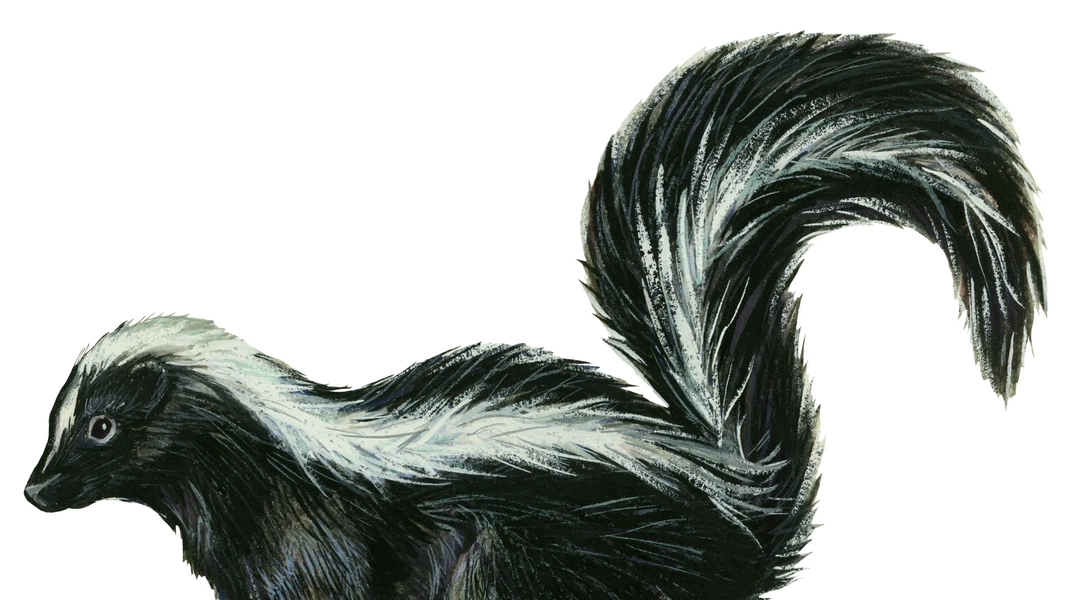 7 fascinating facts about skunks