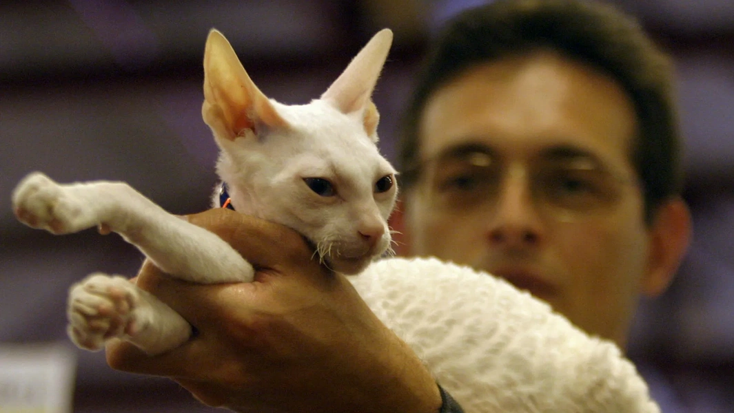10 playful cat breeds with dog-like traits