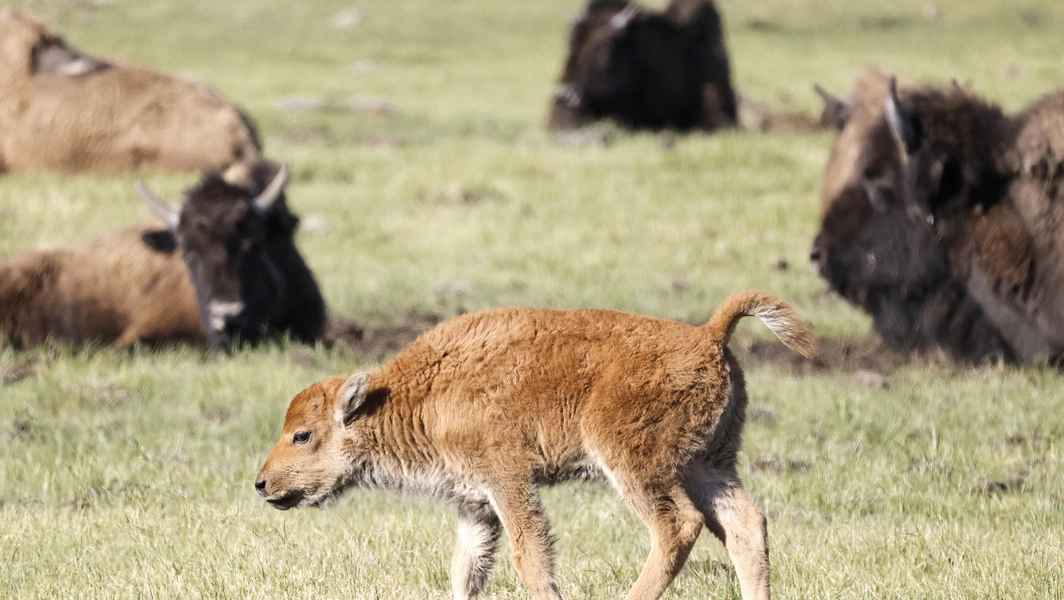American bison: Biology, history, and conservation