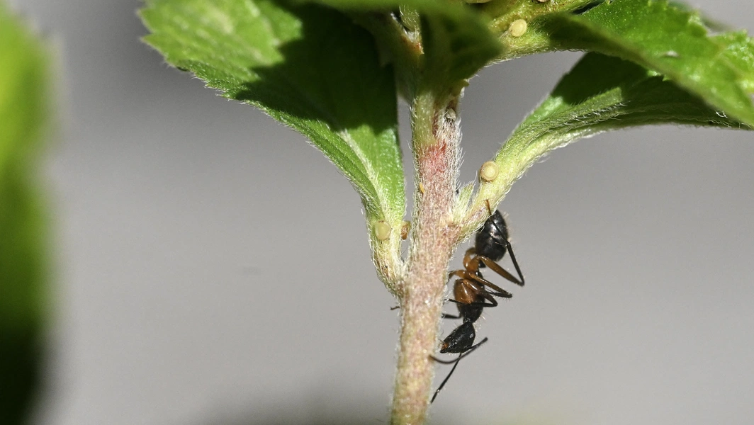 Natural strategies to identify and repel ants