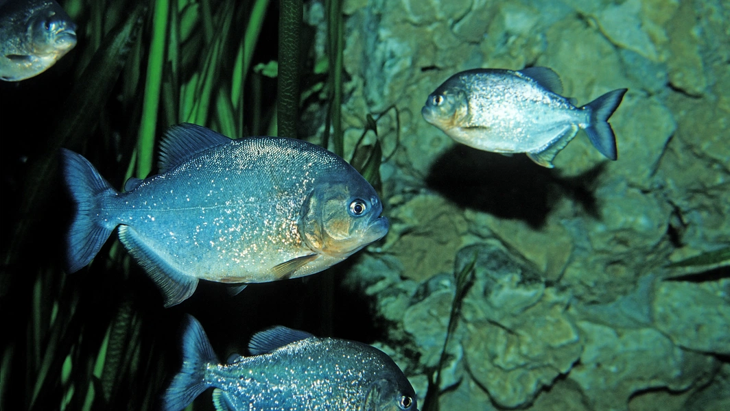 Piranha myths and scientific realities