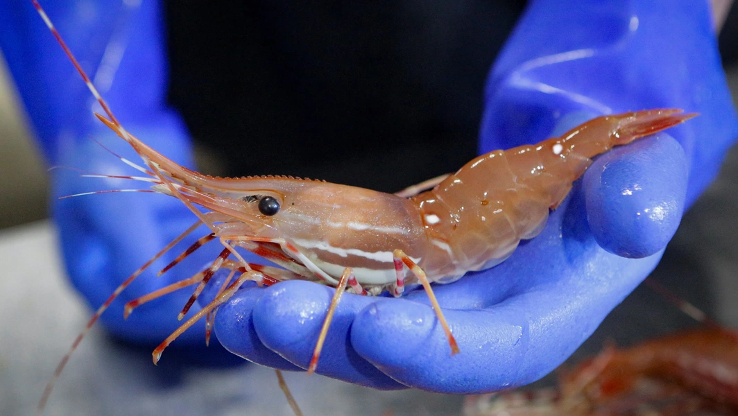 Key differences between shrimp and prawns