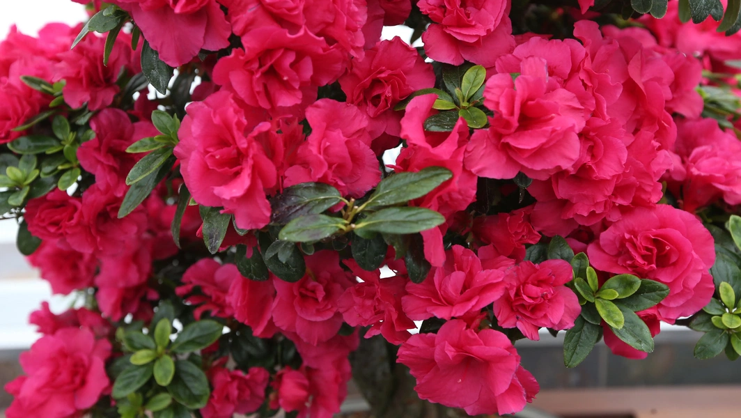 9 shrubs perfect for stunning bonsai displays