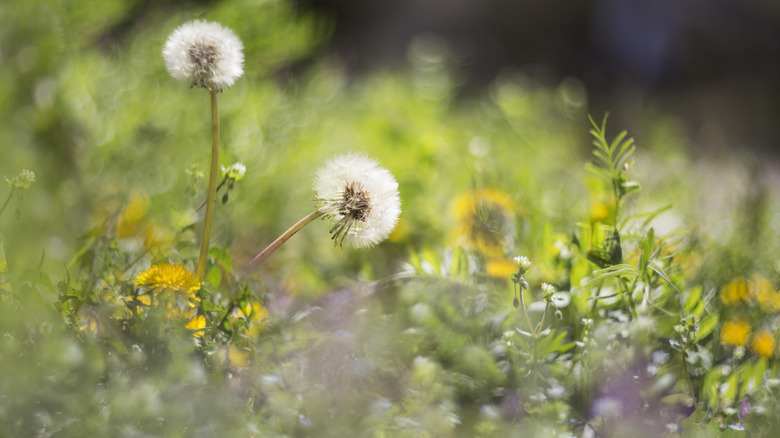 The types of weeder tools you should use in your garden