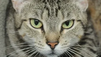 Understanding cat age in human years