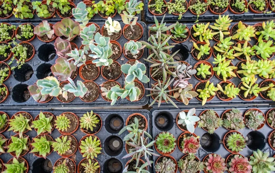 Succulent care tips every plant lover needs
