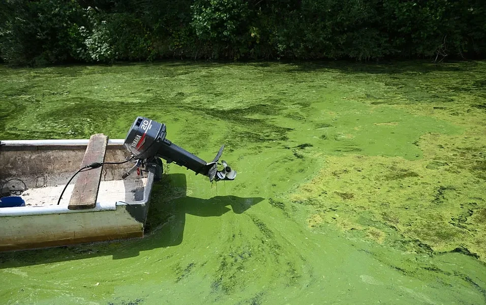 Heat-tolerant cyanobacteria boost respiration to survive stress