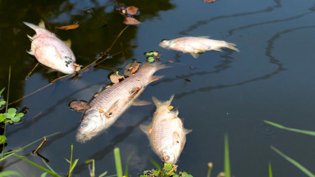 Arizona lake closes indefinitely after farm water releases wipe out ...