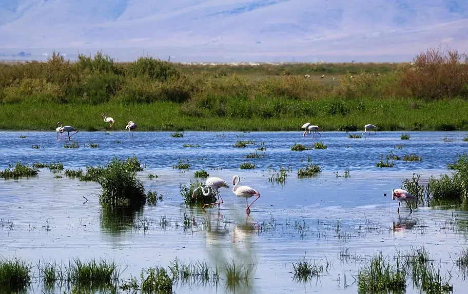 Flamingo feather color linked to diet and habitat health
