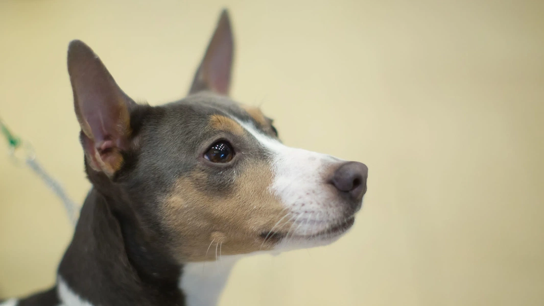 4 dog breeds skilled at detecting snakes