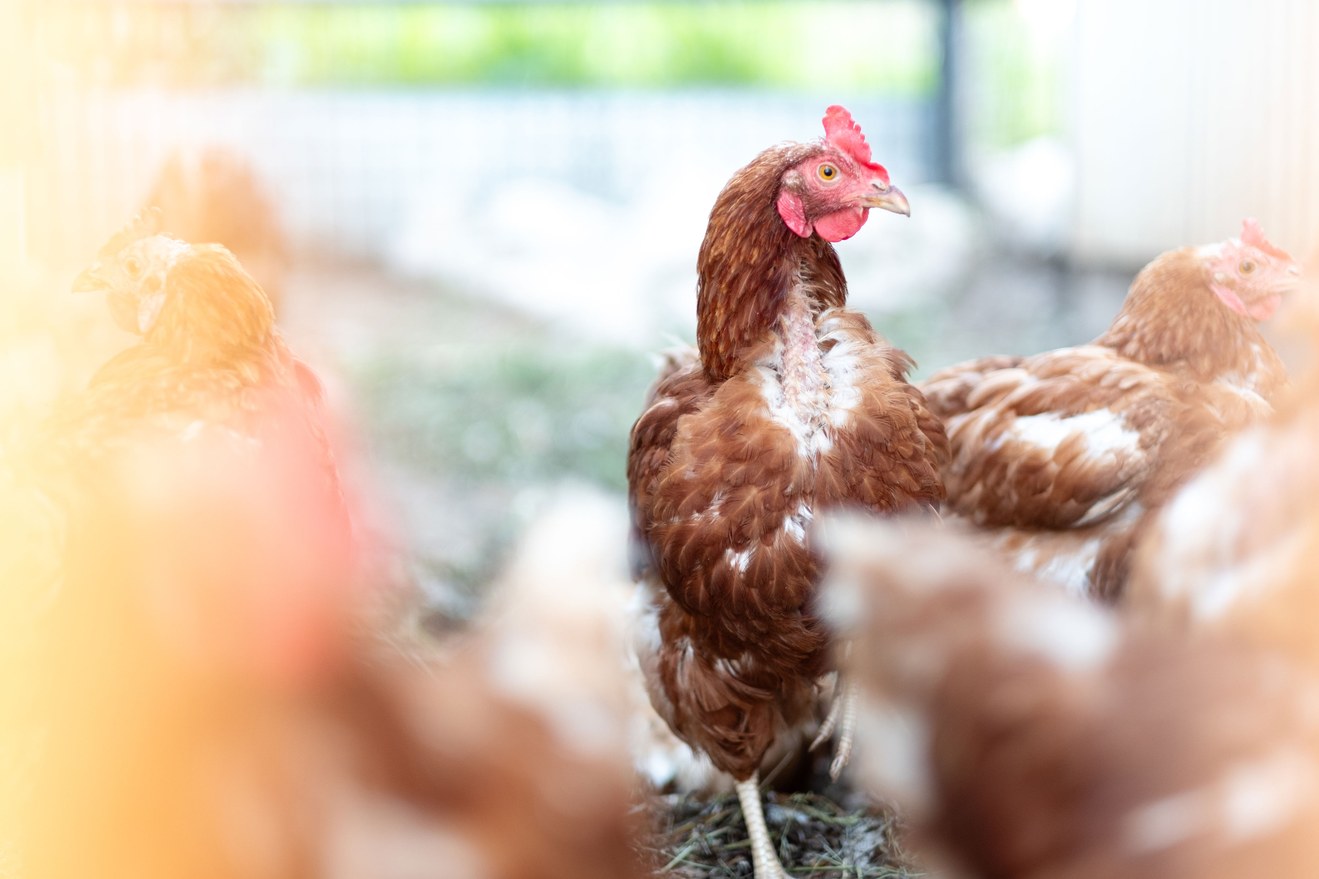 445 birds euthanized after avian flu found at Providence market