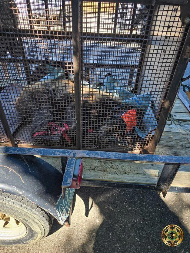 This was not on my bingo card: Black bear relocated after wandering ...