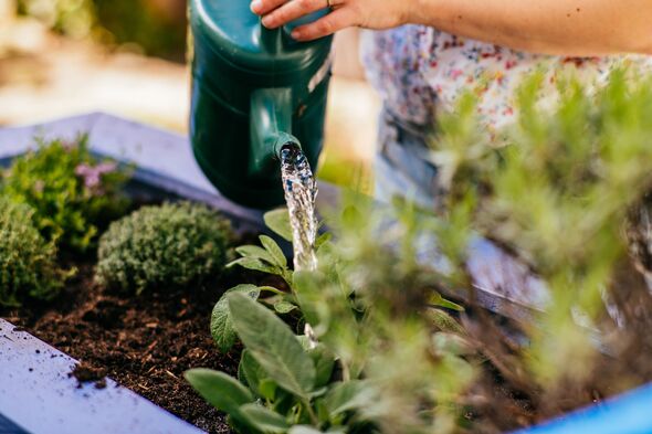 Best time of day to water garden plants in the summer – it's not in the ...