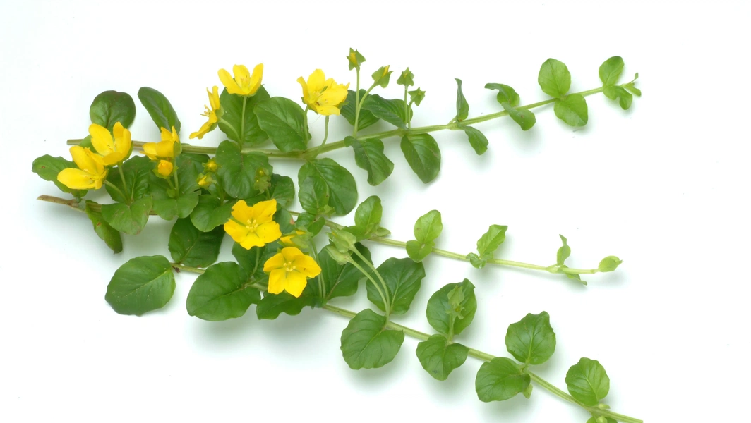 13 ground covers with hidden drawbacks