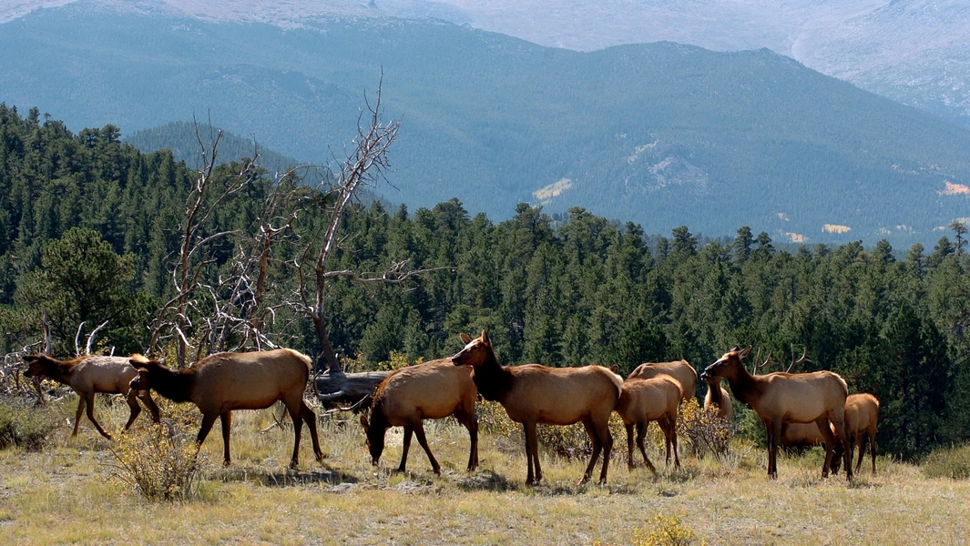 Rocky Mountain park showcases rare wildlife diversity