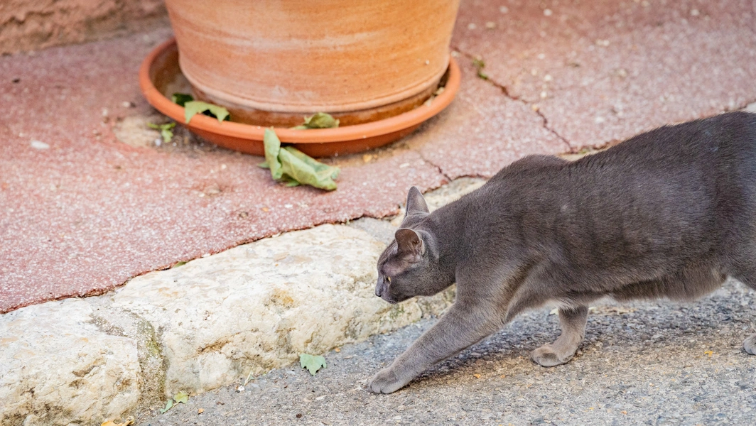 Understanding why stray cats trust humans