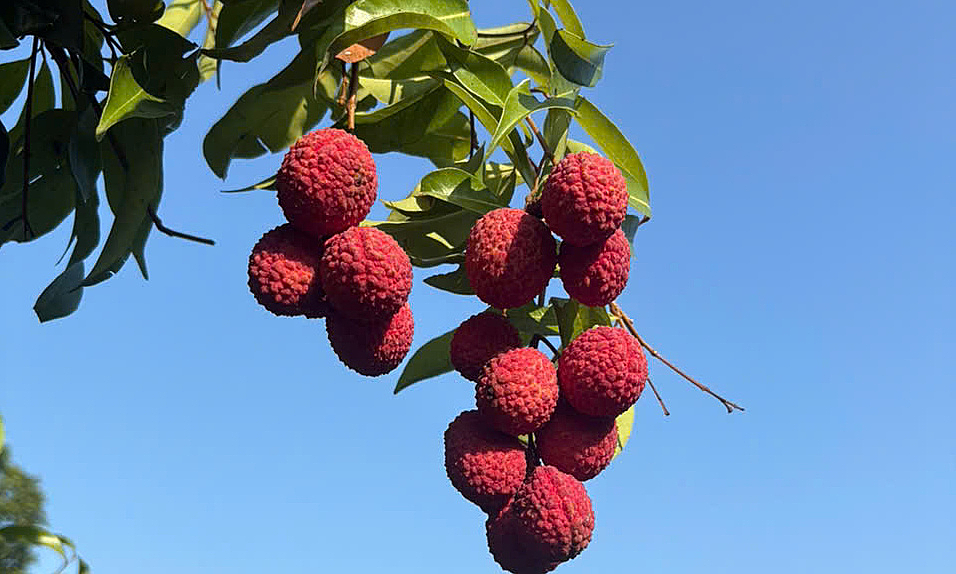 Seedless lychee prices surge to $30 per kg after extreme weather ...