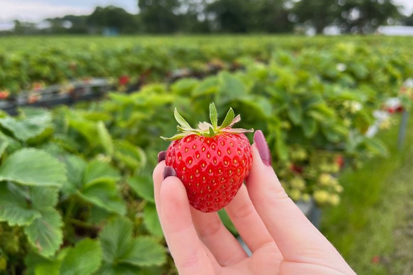 The Cheshire fruit farm with miles of strawberries ripe for the picking