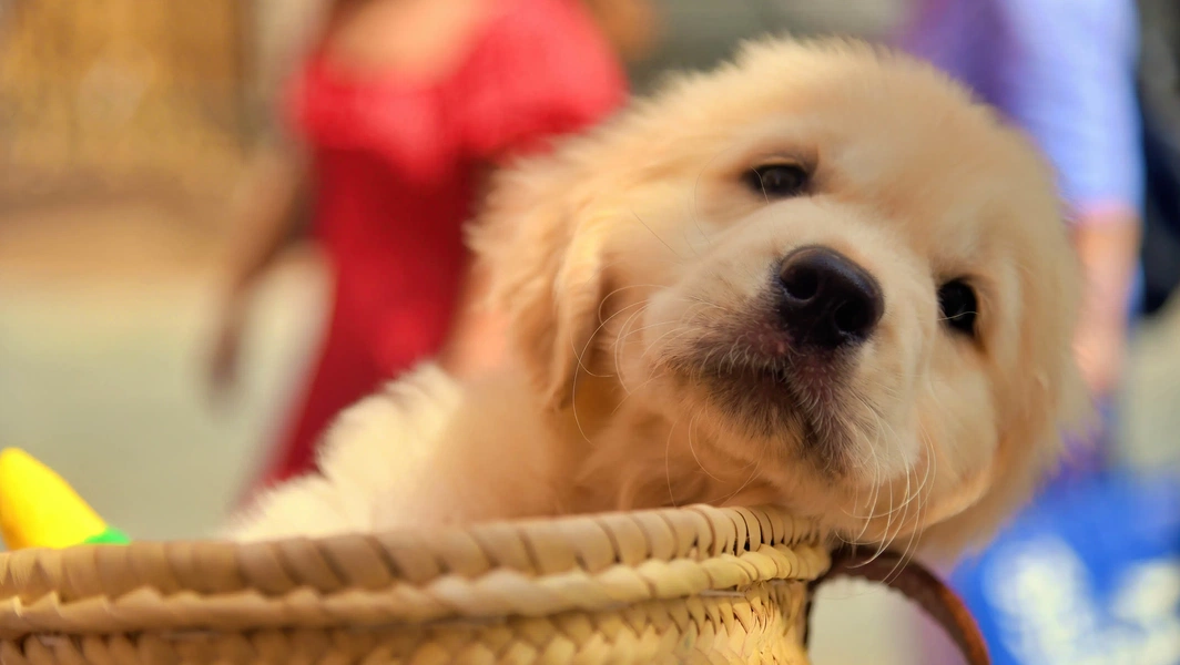 12 large dog breeds from playful pups to mature guardians