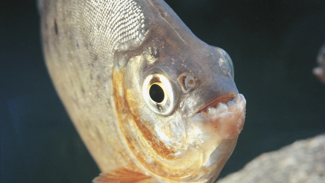 Piranha myths and scientific realities