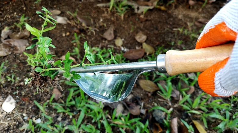 The types of weeder tools you should use in your garden