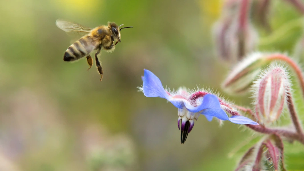10 herbs that attract pollinators to your garden