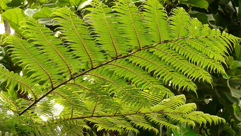 Felce arborea australiana: come coltivare questo alberello da patio