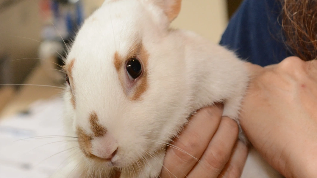 Factors influencing rabbit lifespan