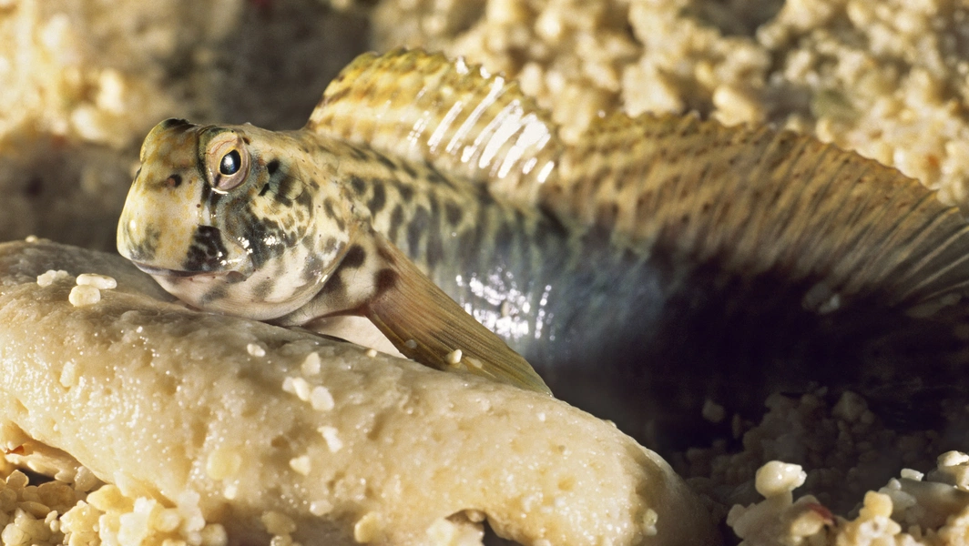 9 remarkable fish that live beyond water