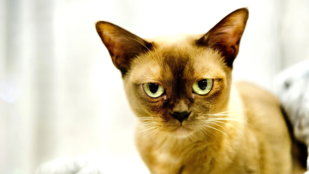 6 cat breeds that get along with dogs