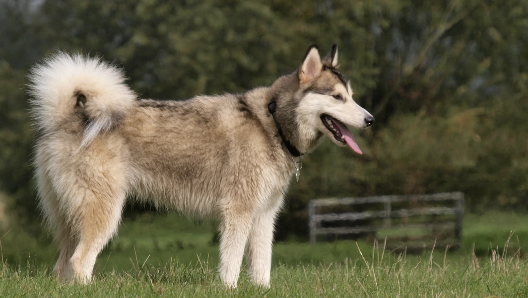 14 dog breeds originating in the United States