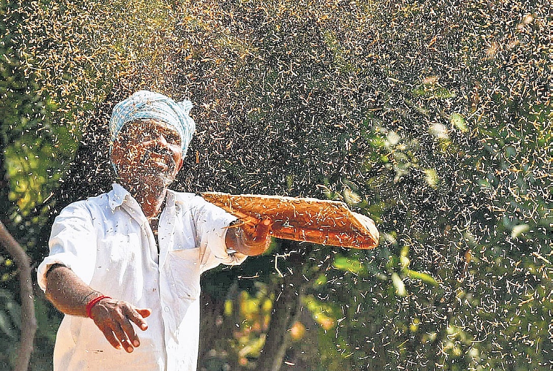 Farmers seek cooperative in Dharmapuri for mango pulp, other value ...