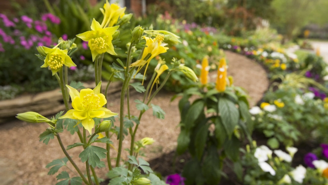 9 bright plants that thrive in shady gardens